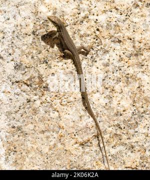 Lucertola, Podarcis tiliguerta Stock Photo - Alamy