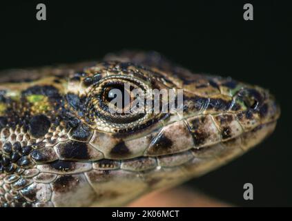Lucertola, Podarcis tiliguerta Stock Photo - Alamy