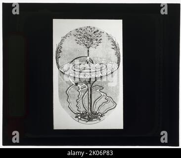 Reproduction of print showing Cosmic ash tree Stock Photo - Alamy