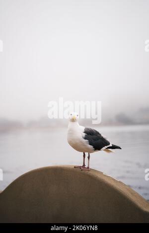 A closeup of a seagull perched on a stone railing Stock Photo - Alamy
