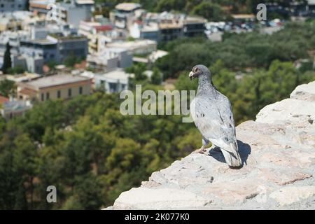 Pigeon columba with big nostril cere, in Athens acropolis, Greece Stock ...
