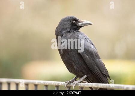 Black carrion crow, corvid, sits on metal fencing against a soft ...