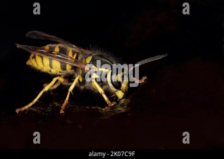 Wasps (Vespinae) eats plum jam, Berlin, Germany Stock Photo - Alamy