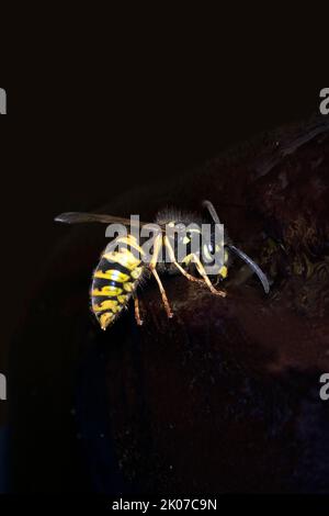 Wasps (Vespinae) eats plum jam, Berlin, Germany Stock Photo - Alamy