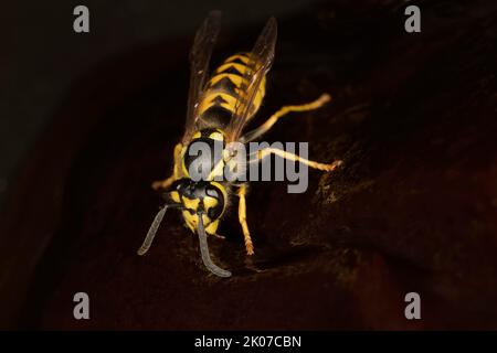 Wasps (Vespinae) eats plum jam, Berlin, Germany Stock Photo - Alamy