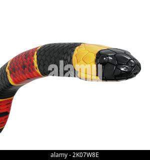 Eastern coral snake 3D illustration Stock Photo - Alamy