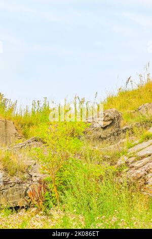 Natural dyke dike mudflat stones grass sea grass seaweed landscape with ...