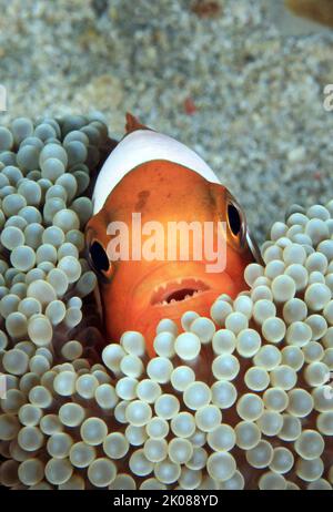 Saddleback clownfish (Amphiprion polymnus) from Cabilao, the ...