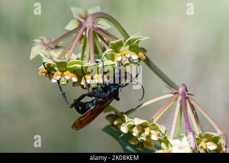 Tarantula Hawk (Pepsis formosa) pollinating milkweed Stock Photo - Alamy
