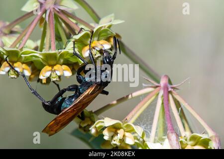 Tarantula Hawk (Pepsis formosa) pollinating milkweed Stock Photo - Alamy