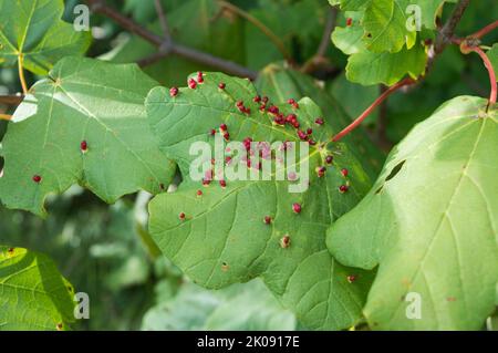Maple tree disease by the gall mites causing red bumps on leaves; maple ...
