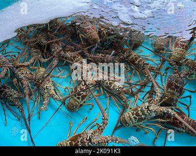 Spiny live lobsters walking in a tank at a commercial fisherman ...