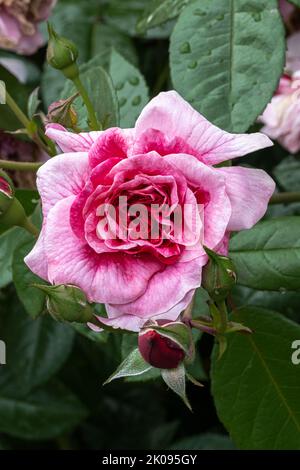 Flowers of ‘Zaide’ Shrub Rose Stock Photo - Alamy