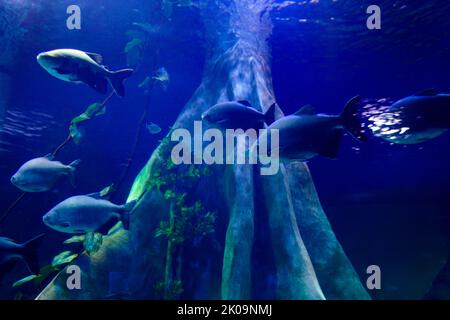 Fish in one of the aquariums at Bioparque Pantanal (Pantanal Aquarium ...