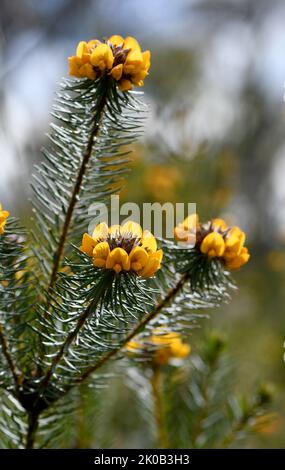Yellow flowers of the Australian native Handsome Bush Pea, Pultenaea ...