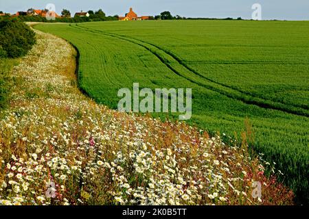 Agricultural Field, crop, with border verge of Wild Flowers, Norfolk ...
