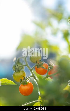 Closeup photo of green grapes growing on the vineard at countryside Stock Photo - Alamy
