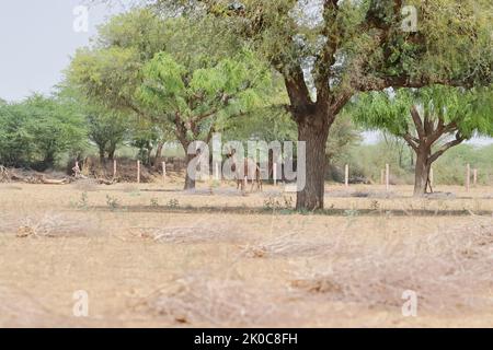 Camel in the desert eating leaves from the tree. Wild animals in their ...