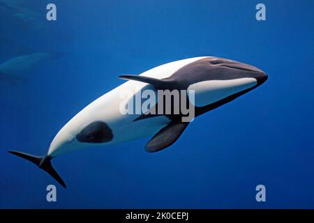 Commerson's Dolphin (Cephalorhynchus commersonii), New Zealand, Pacific ...