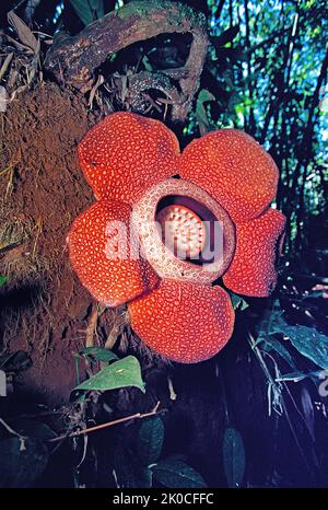 Giant Rafflesia (Rafflesia arnoldii) largest individual flower on earth ...