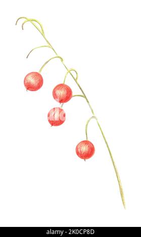 Wild red forest yagona painted with colored pencils isolated on a white ...