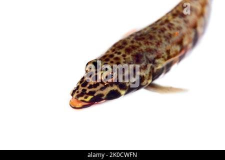 Leopard small fish with a round body (possibly Blenniidae) from Sri ...