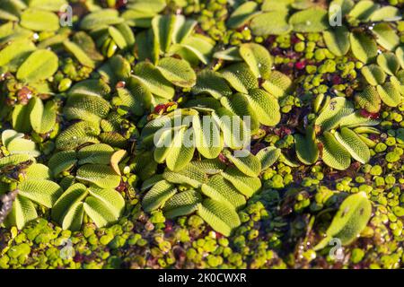 Salvinia natans (commonly known as floating fern, floating watermoss ...
