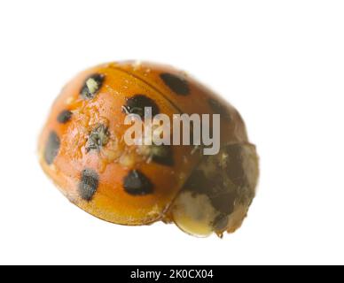 Entomology. A dead ladybug is infected with ectoparasites. Ultra macro ...
