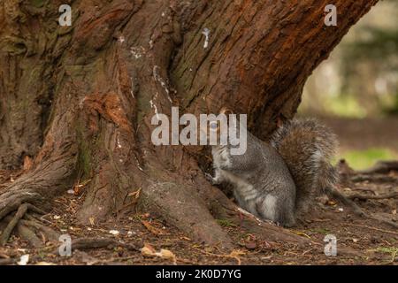Squirrel going down by a tree in park Stock Photo - Alamy