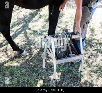 Farrier with horse hoof working close up Stock Photo - Alamy