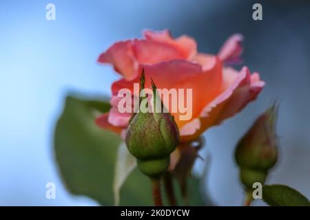 ´compassion´ rose flower head at the Guldemondplantsoen Rosarium ...
