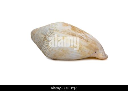 Image of very old white phalium granulatum sea shell isolated on white ...