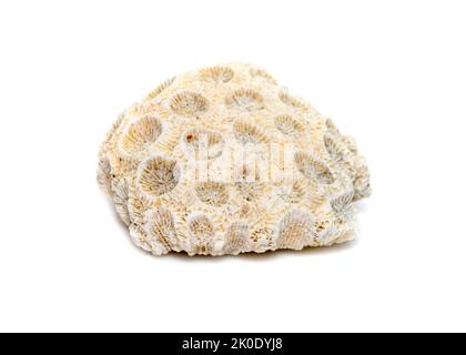 Image of coral cubes on a white background. Undersea Animals Stock ...