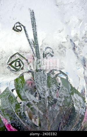 Frozen exotic green leaves inside the ice block Stock Photo - Alamy