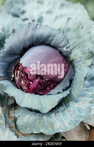 Red cabbage with a split head caused by abundance of rain after a ...