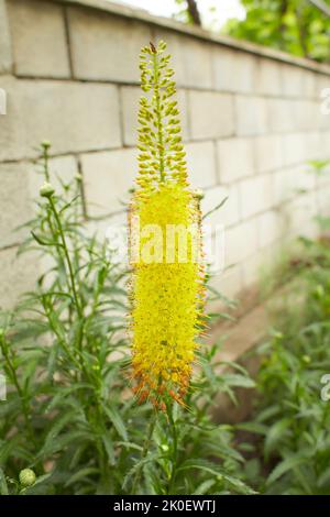 Steppelilje Eremurus stenophyllus. Inflorescence of Eremurus narrow ...