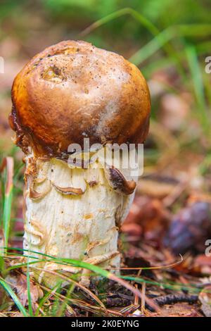 Bolete and its large convex cap Stock Photo - Alamy