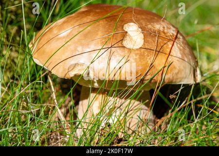 Bolete and its large convex cap Stock Photo - Alamy