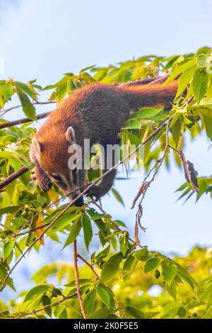 Coati coatis climb trees and branches and eat and search for fruits in ...
