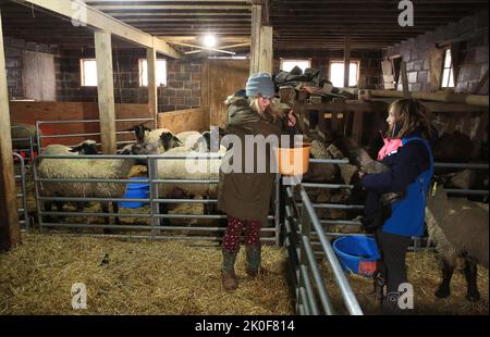 Elwood, Iowa, USA. 16th Jan, 2022. New lambs in the barn January 16th ...