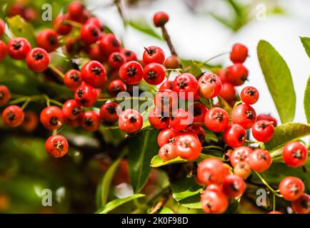 PYRACANTHA SAPHYR ROUGE. FIRETHORN IN FLOWER Stock Photo - Alamy