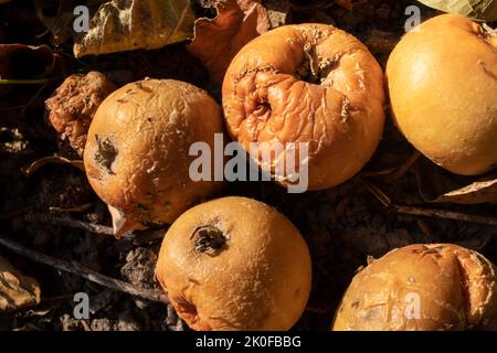 Overripe rotten yellow apples fruits on the ground under tree in the ...