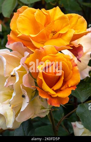 Macro of a Red and Yellow Tequila Sunrise Rose Flower Stock Photo - Alamy