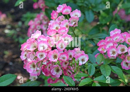 Ground cover rose, Scented Carpet, in flower Stock Photo - Alamy