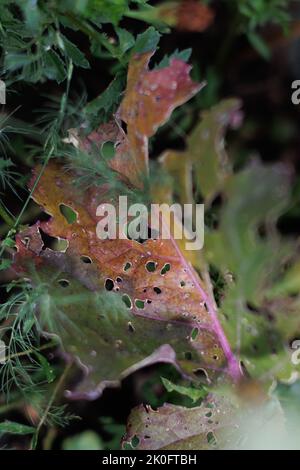 Close up of holes made by Cabbage White Caterpillar damage to Brassica ...