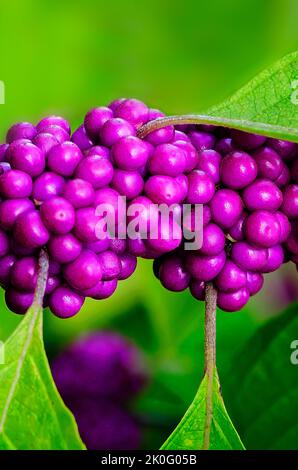 American beautyberry (Callicarpa americana), also known as French ...