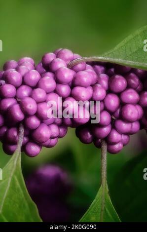 American beautyberry (Callicarpa americana), also known as French ...