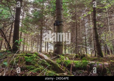 Hidden camera in the forest that turns on when wild animals move Stock ...