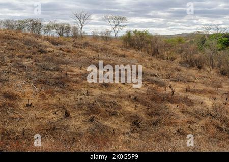 Deforestation in the Caatinga biome, semi-arid region of northeastern ...