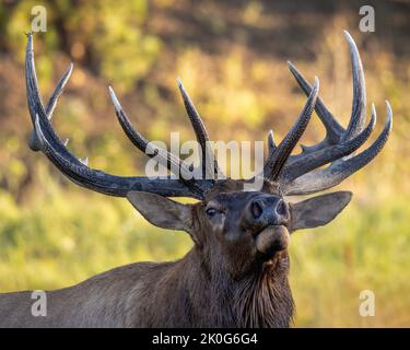 Bull elk (Cervus canadensis nelsoni) walking broadside in search of ...